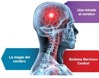 Conoce tu cerebro ClikiSalud net Fundación Carlos Slim ClikiSalud