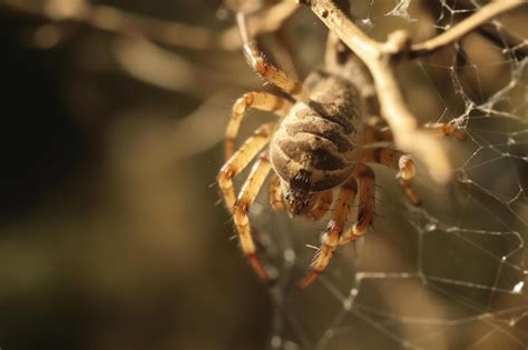 Premium Ai Image A Spider Is On A Branch With Its Web