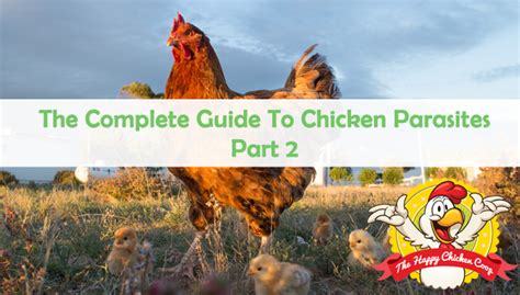 Common Types Of Worms In Chickens How To Prevent Detect And Treat