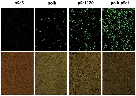 A Novel Baculovirus Derived Promoter With High Activity In The