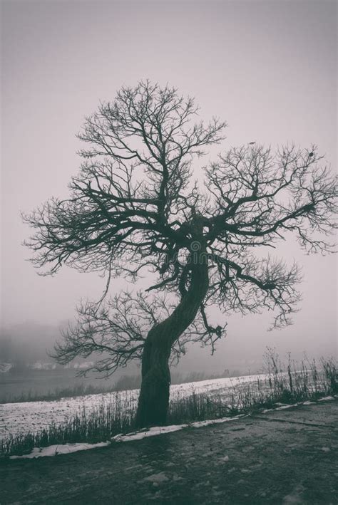 Bizarre Tree Branch Looks Like Having Sex Stock Image Image Of