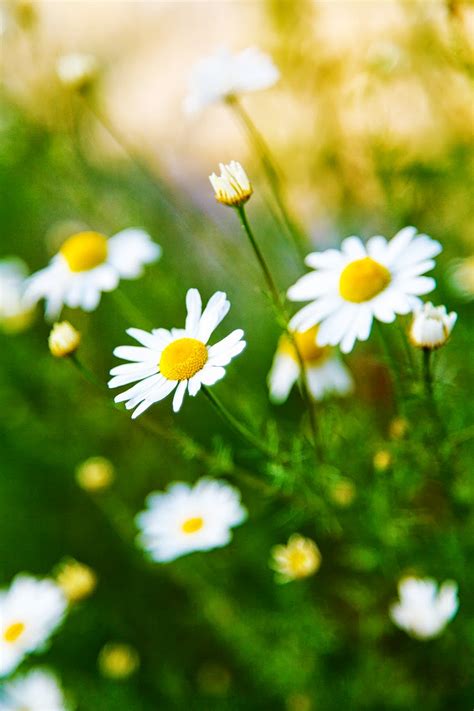 The Eye Of Loni S Storm Camomile