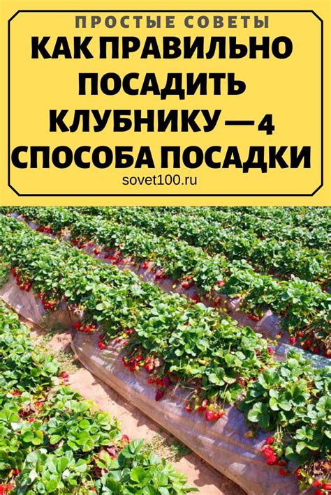 КАК ПРАВИЛЬНО ПОСАДИТЬ КЛУБНИКУ — 4 СПОСОБА ПОСАДКИ Клубничный сад
