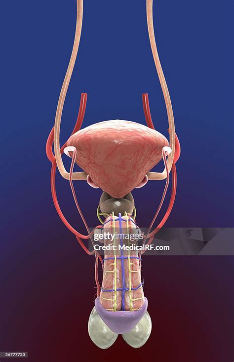 Anterior View Of The Male Urogenital System High Res Vector Graphic