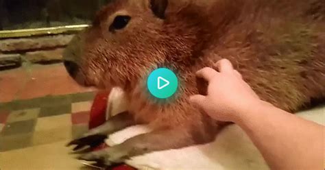 Okay Now Rub My Belly  On Imgur