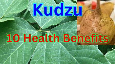Cassia Alata 10 Health And Skin Benefits Of Senna Alata