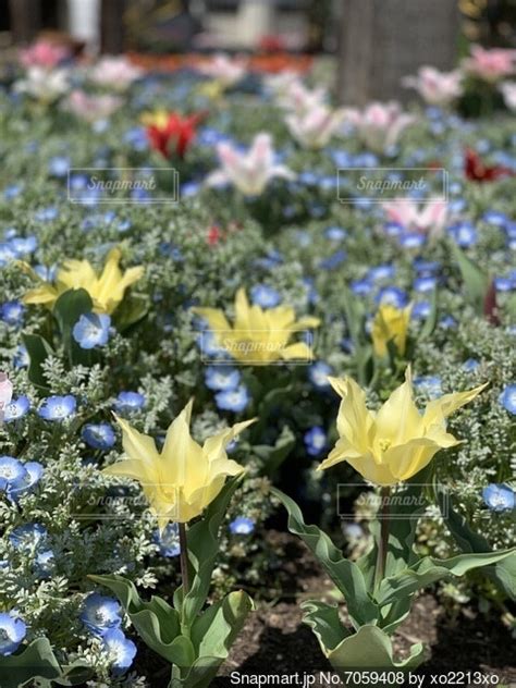 花畑の写真・画像素材 Snapmart（スナップマート）