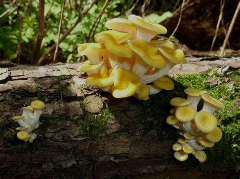 BOCZNIAK CYTRYNOWY grzybnia na kołkach Grzyby 7283420849 oficjalne
