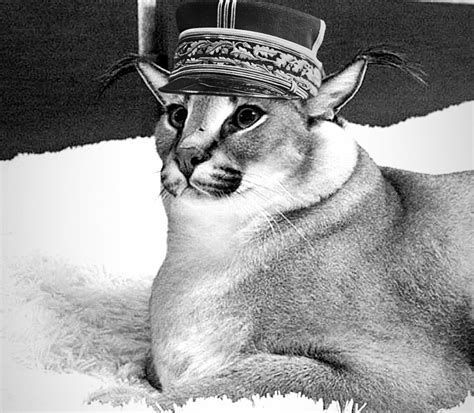 Create Meme Cat Cat Cat Pictures Meme