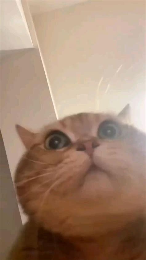 Let S Dance With An Orange Cat
