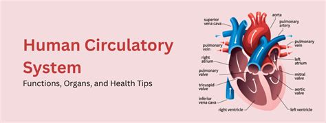 What Are The 5 Components Of The Circulatory System