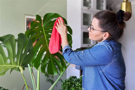 La Mujer Se Encarga De La Planta En Maceta En Casa Limpia Las Hojas De Las Toallitas De