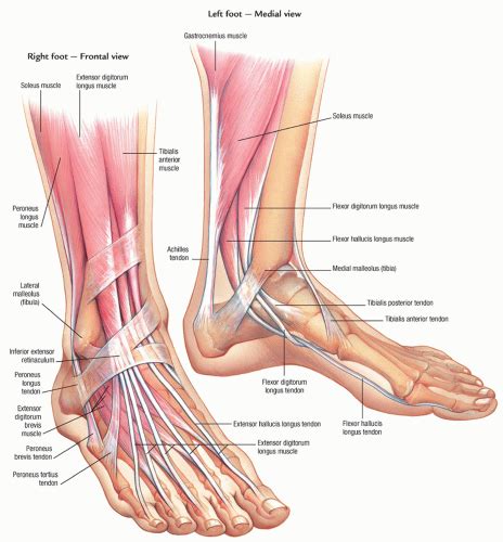 Lower Leg Ankle And Foot Musculoskeletal Key