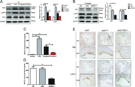 P Selectin Induced Dc Activation Through Trif Dependent Tlr4 Signaling