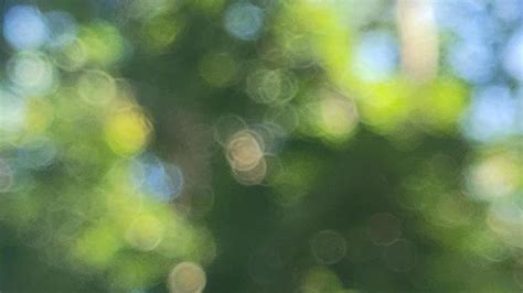 Tree Blur Stock Photos Images And Backgrounds For Free Download