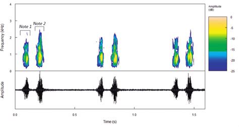 Spectrogram Upper And Oscillogram From A Portion Of The Call Of