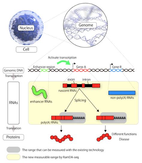 Researchers Successfully Sequence Total Rna Of Single Cells