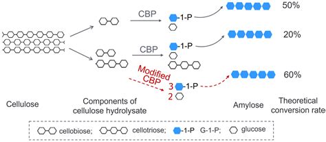Cellobiose Cellulose