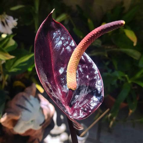 Anthurium Watermaliense Best Care Tips Plants Craze