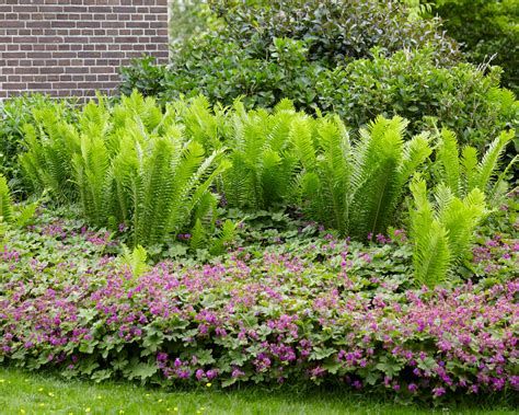 Matteuccia Struthiopteris Shuttlecock Fern Bare Roots — Buy Online At