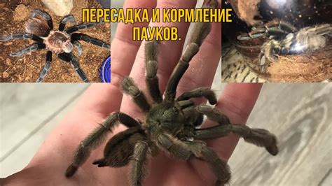 Пересадка и кормление пауков птицеедов Youtube