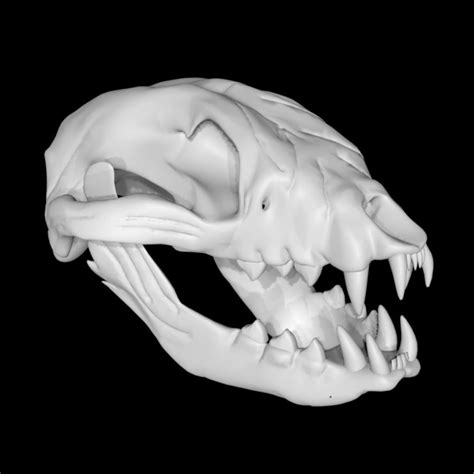 Raccoon Skull 3d Model Low Poly Ar 3d Model Team 3d Yard