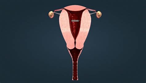 Premium Photo The Menstrual Cycle In The Female Reproductive Organ