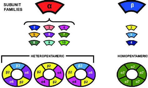 Schematic Showing How Nicotinic Receptor Subunits Come Together To Form