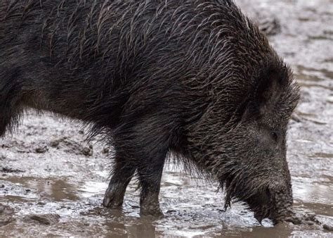 Wild Boar Carcass Composting Can Reduce Spread Of African Swine Fever