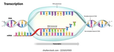 Dna Transcription Model