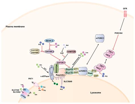 Ijms Free Full Text Mtorc1 And Nutrient Homeostasis The Central Role Of The Lysosome