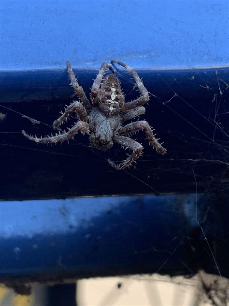 Pnw R Spiders