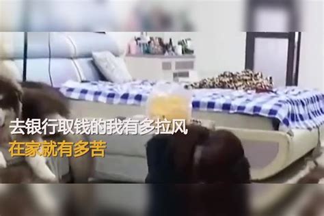 女子给狗剃毛崩溃：大型薅狗毛现场曝光崩溃女子