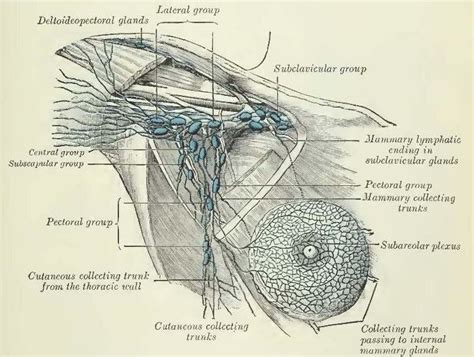 Overview Of The Axillary Lymph Node Chains Lymphatic Vessels And Lymph