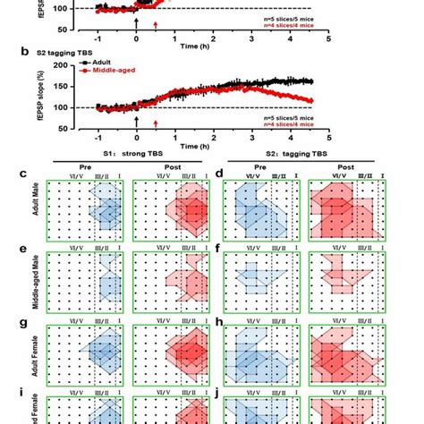Photomicrographs Illustrating C Fos Positive Nuclei Labeling Red And