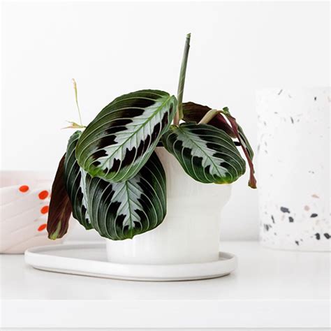 RARE Maranta Black Prayer Plant 200mm HB Great Size The Jungle