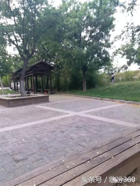 臨汾堯都區九州花園小區東邊小公園有人折槐樹枝 每日頭條
