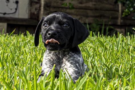 Male German Shorthaired Pointer Puppy Epsilon Dallas Gun Dogs