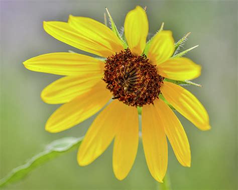 Simple Soft Sunflower Photograph By Brenda Landdeck Pixels