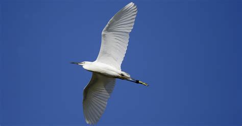 コサギ：一年中黒いくちばし｜野鳥写真図鑑｜キヤノンバードブランチプロジェクト