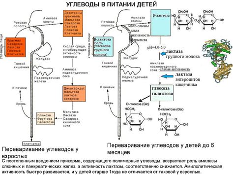 Обмен углеводов. Переваривание и всасывание углеводов у детей ...