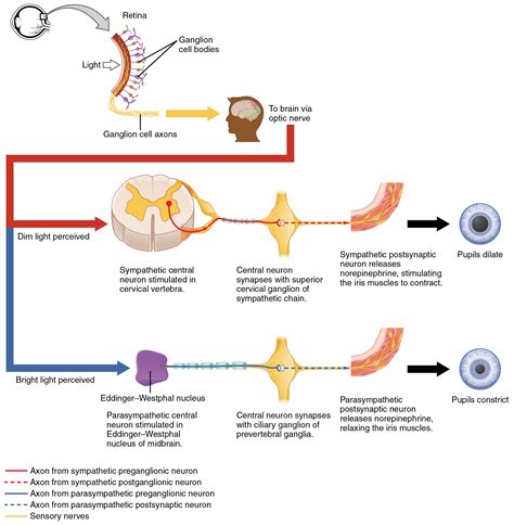 Reflex Arc Labeled
