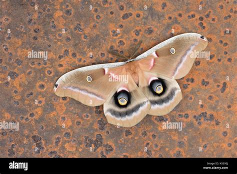 Polyphemus Moth In Startle Display Mode On Rusted Old Sawmill Blade