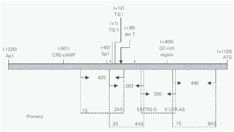 Schematic Representation Of The Androgen Receptor Promoter Region Download Scientific Diagram
