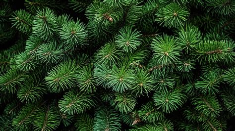 Pine Leaf Texture
