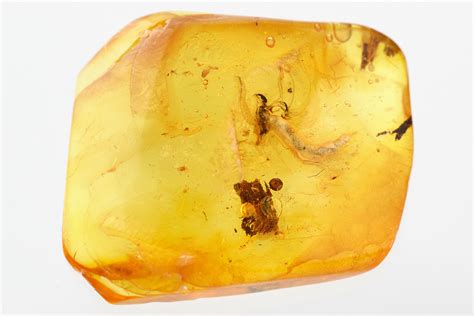 Detailed Fossil Insect Larva And Plant Debris In Baltic Amber 278786