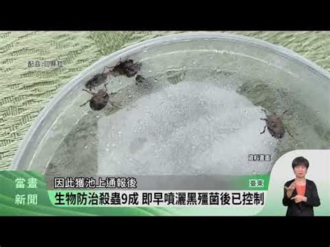 池上有機田出現黑椿象 緊急防治已初步控制 蕃新聞