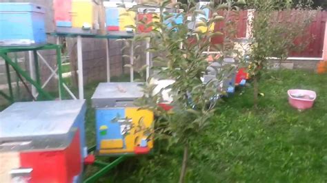 Stupina Mea Youtube