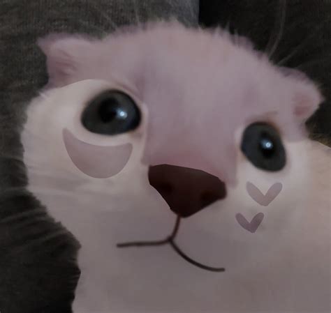 Create Meme Cute Cats Cat White Cat Pictures Meme
