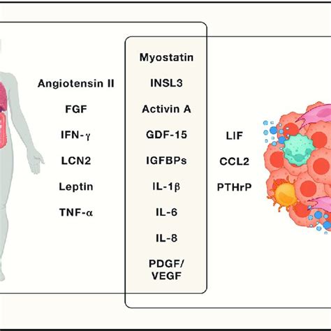 Specific Molecular Mediators Of Organ Modulation In Cancer Progression